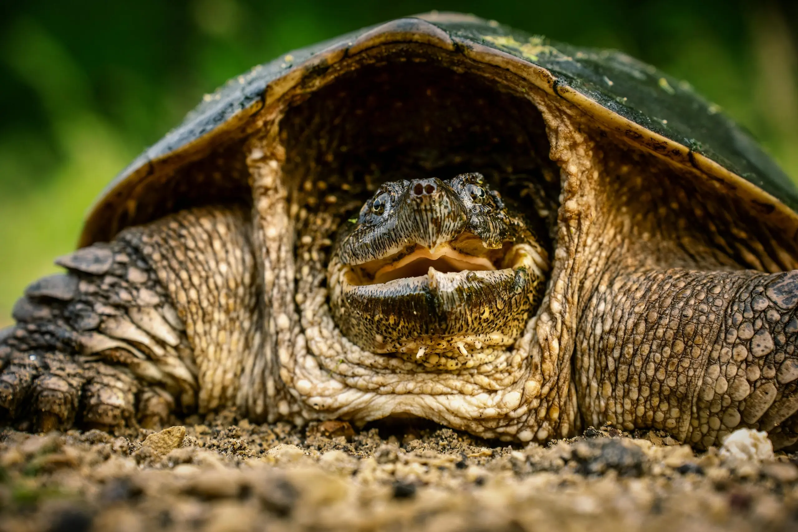 Snapping Turtle Removal: Education and Services for Snapping Turtle ...